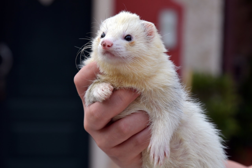 How Much Do Ferrets Cost? A Comprehensive Guide to Ferret Prices ...