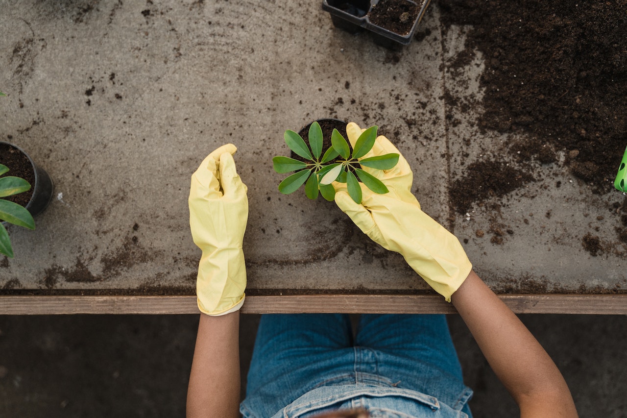 Humic Acid Benefits: Improving Soil Health and Boosting Plant Growth ...