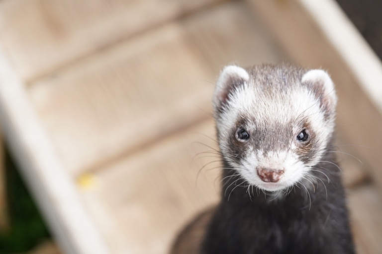 How Much Do Ferrets Cost? A Comprehensive Guide to Ferret Prices ...