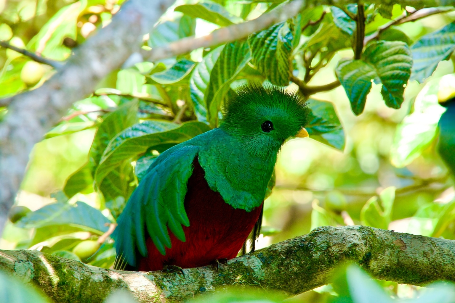 Quetzal Guatemalteco: The National Bird and Currency of Guatemala ...