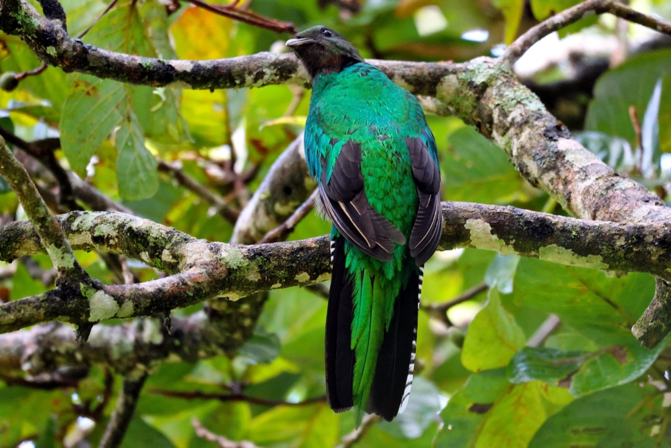 Quetzal Guatemalteco: The National Bird and Currency of Guatemala ...